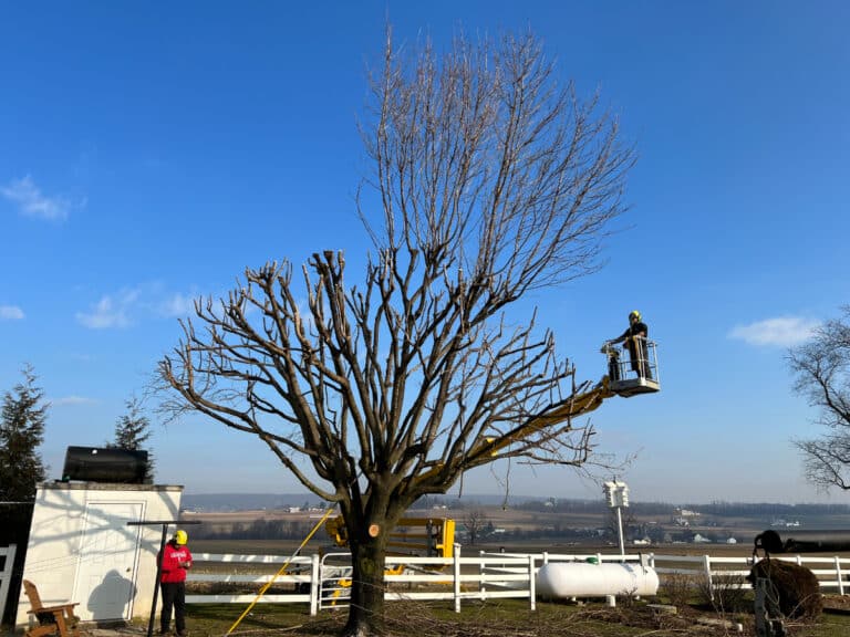 Common Problem Trees and The Worst Trees to Plant in Southeastern ...