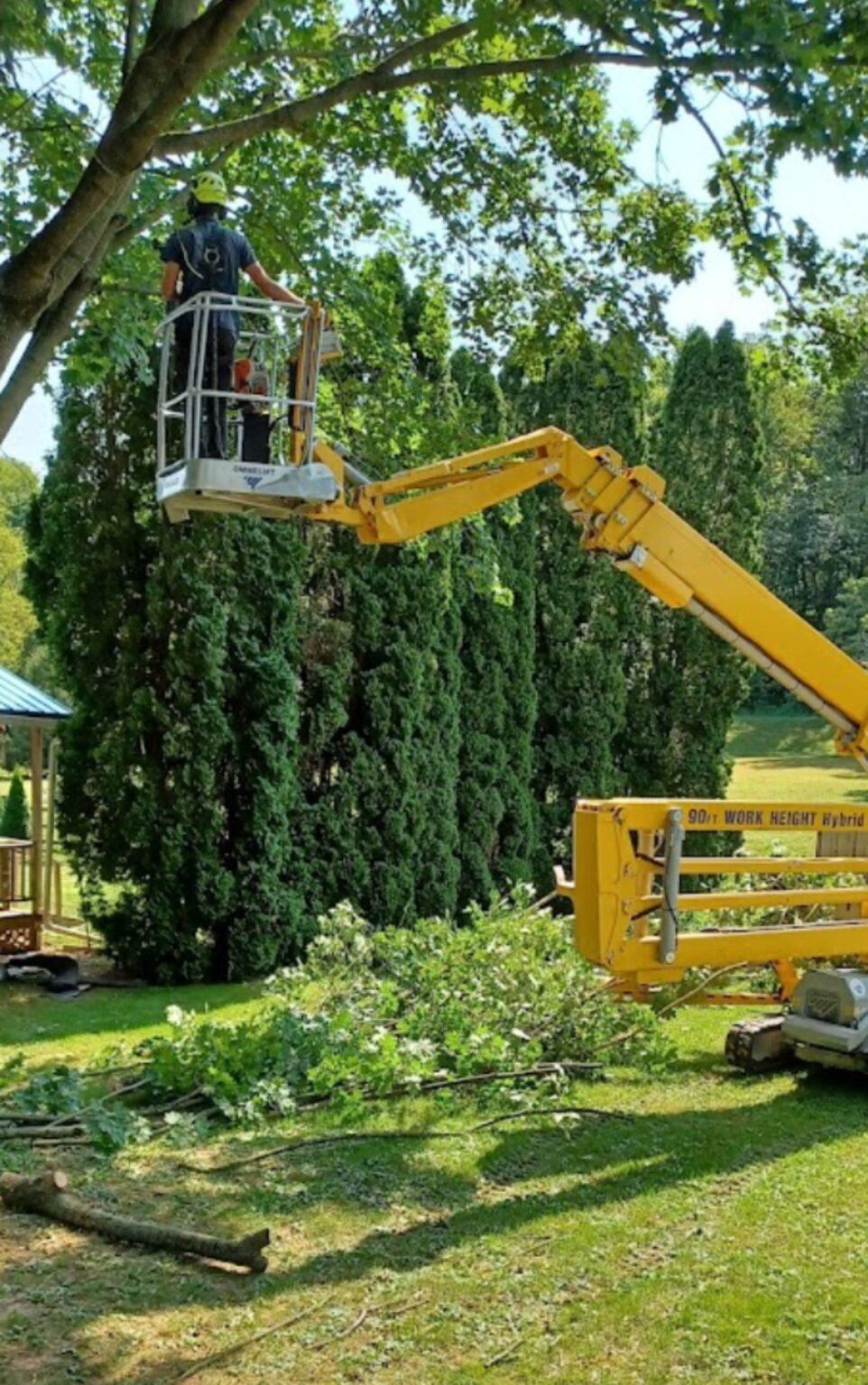 Tree Removal Costs in Pennsylvania: What to Expect in 2025 - Sunny ...